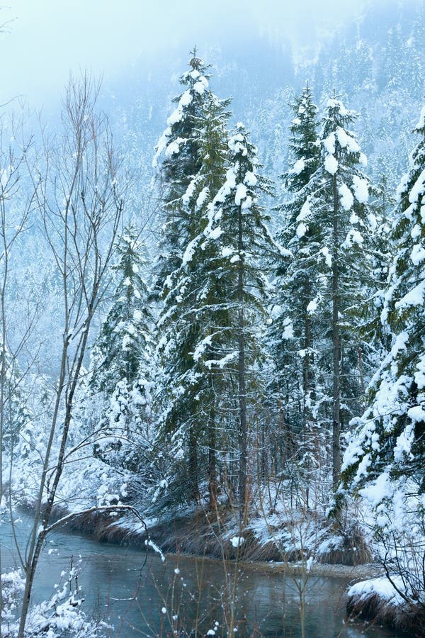Small Winter Stream with Snowy Trees. Stock Image - Image of season ...