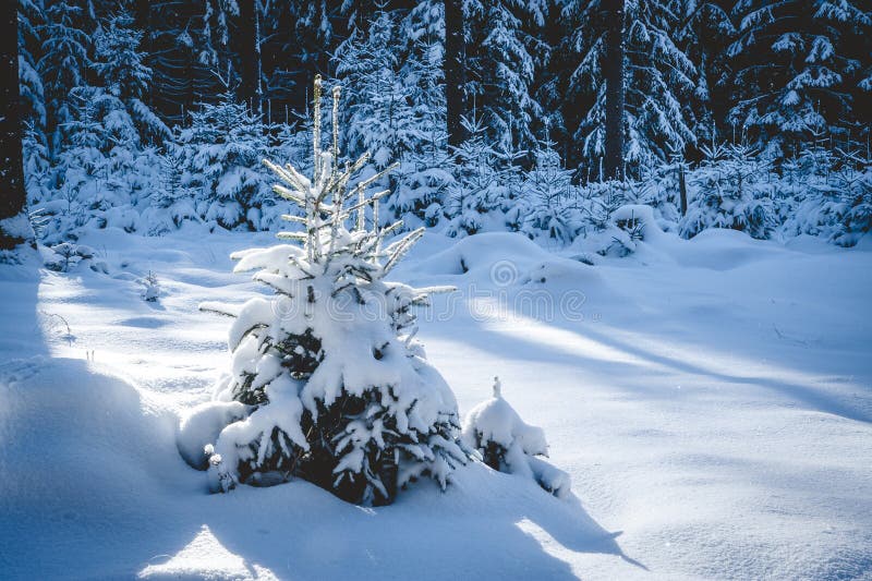 Small Winter Tree stock photo. Image of small, pine, branch - 28206184