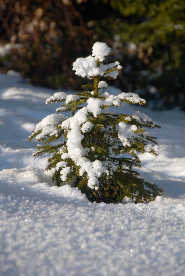 Small winter tree stock image. Image of woods, scenics - 4073855