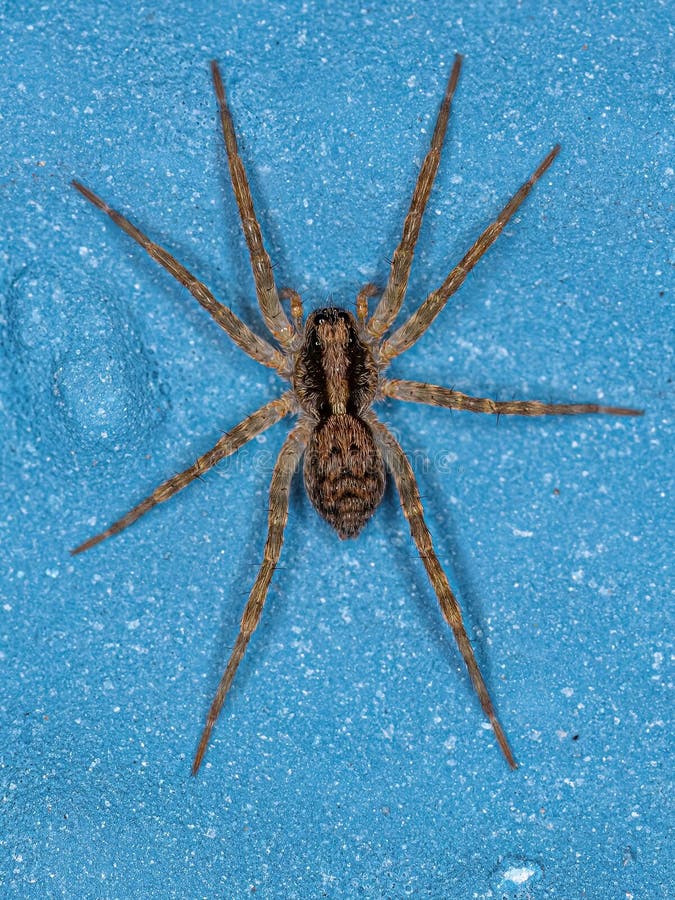 Small Wolf Spider stock photo. Image of arthropoda, scary - 251826714