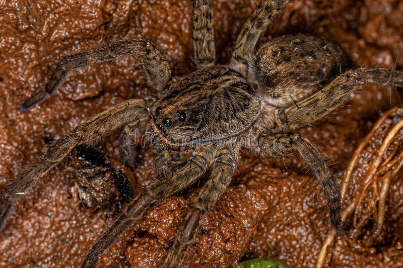 Small Wolf Spider stock photo. Image of entomology, natural - 218810154