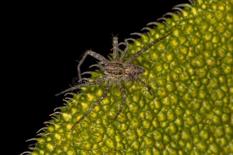 Small Wolf Spider stock photo. Image of lycosoidea, arachnida - 238166894
