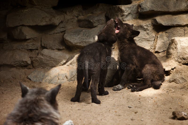 Small wolves stock image. Image of small, muzzle, puppy - 19925801