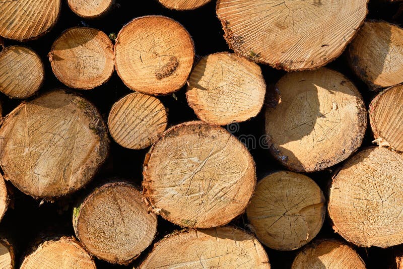 Small wood log background stock image. Image of nature - 244007171