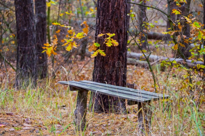 Wooden bench in the forest stock illustration. Illustration of scene ...