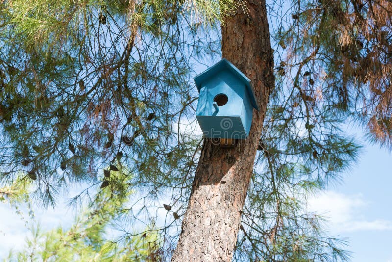 Small Wooden Blue Squirrel House on a Pine Tree Stock Image - Image of ...