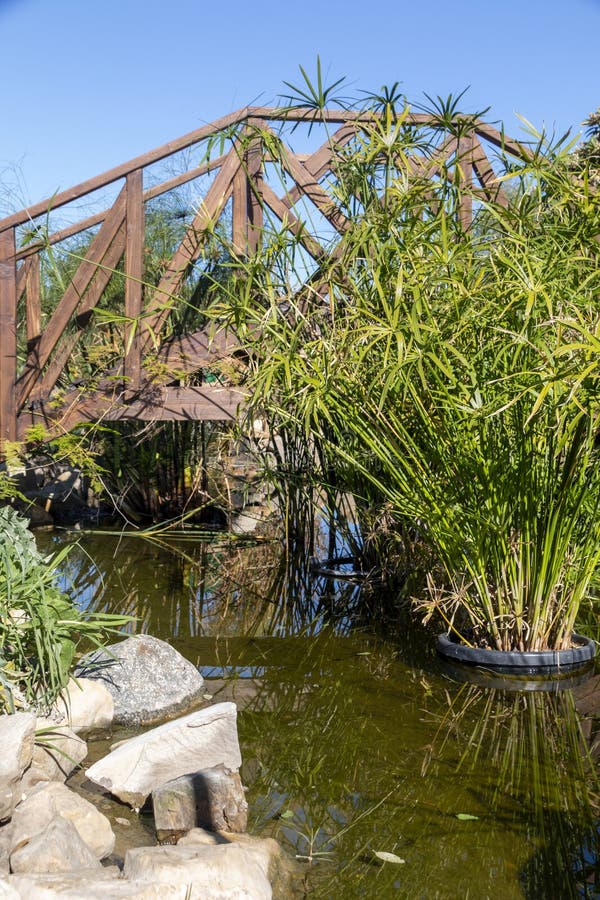 Small Wooden Bridge Over a Pond with Carp and Lush Vegetation Stock ...