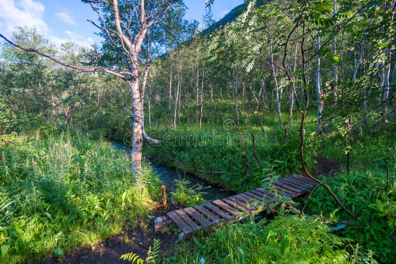 Small Wooden Bridge Over a Stream Stock Photo - Image of plants, scene ...