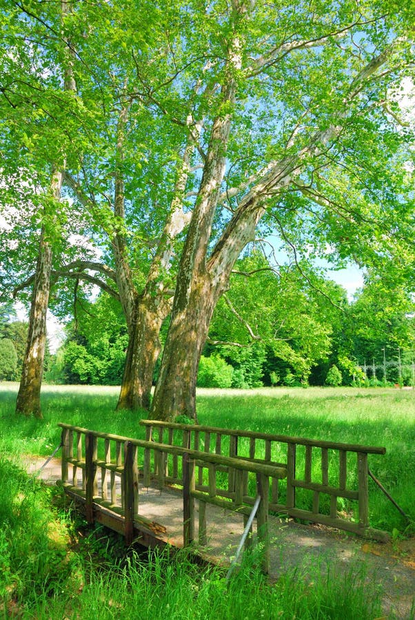 Small Wooden Bridge And Plane Trees - Stock Image - Everypixel