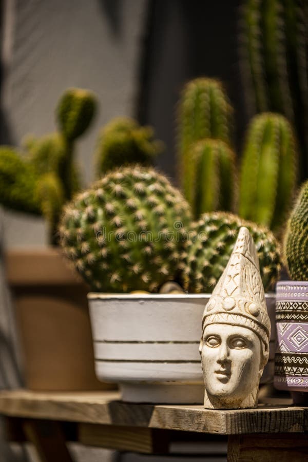 A Small Wooden Table Filled with Cacti Stock Image - Image of gardening ...