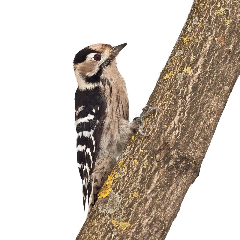 Small woodpecker, female stock photo. Image of male, outdoors - 33434732