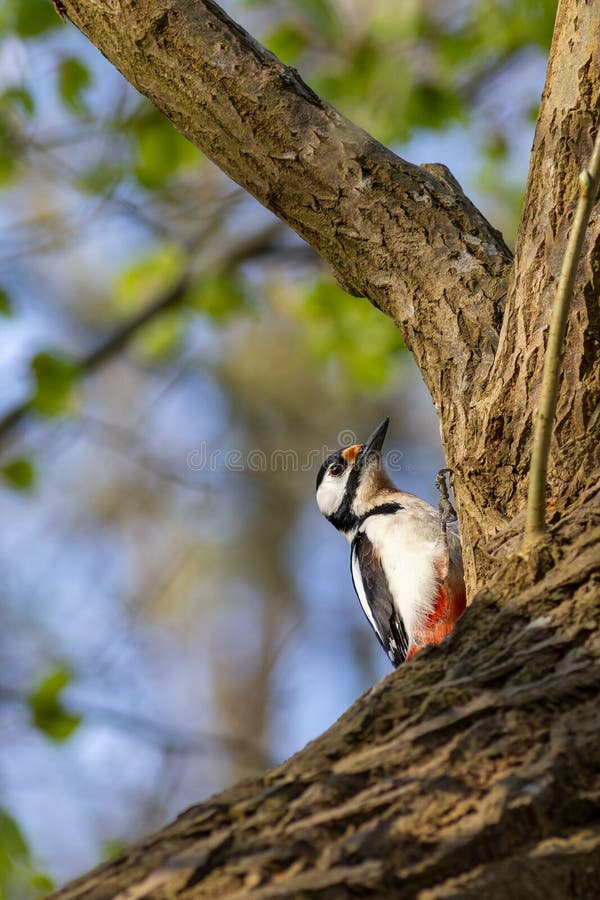 Small Woodpecker on the Tree, Vertical Stock Photo - Image of outdoors ...
