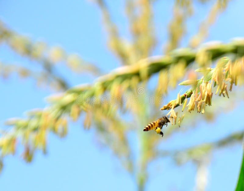 A Small Worker Bee is Pollinating the Corn Flower. Copy Space, Concept ...