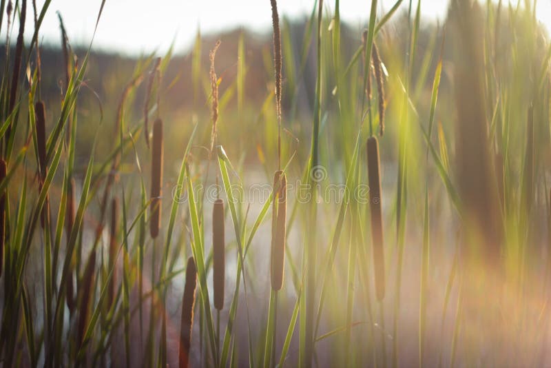 Small world - nature stock photo. Image of studio, small - 101822386