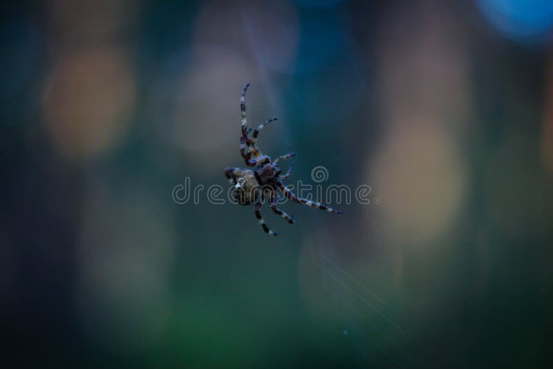 Small world - nature stock photo. Image of forest, shoot - 101822430