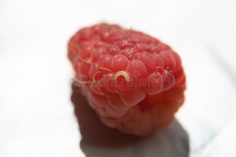 An Up-close Macro Shot Reveals the Intricate Details of a Clover Leaf ...