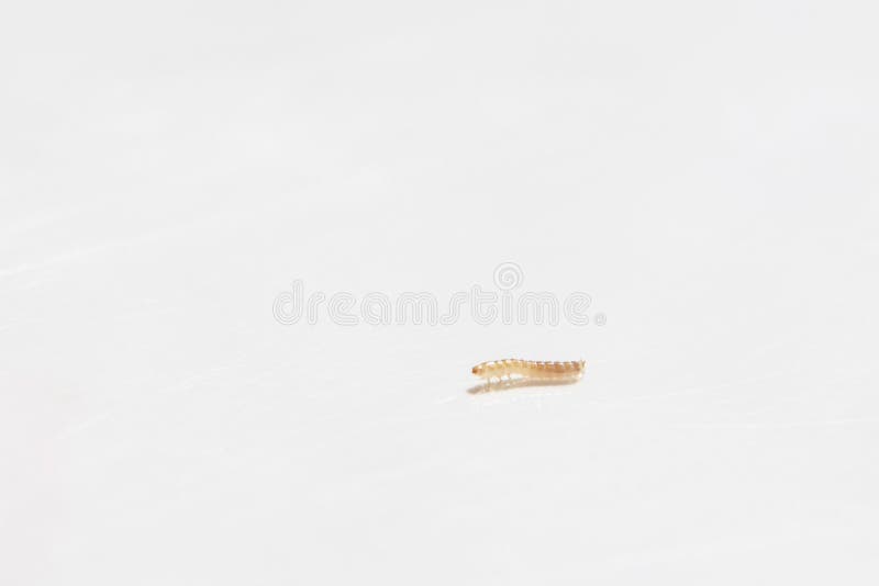 Small Worm on a White Surface Stock Image - Image of delicate, nature ...