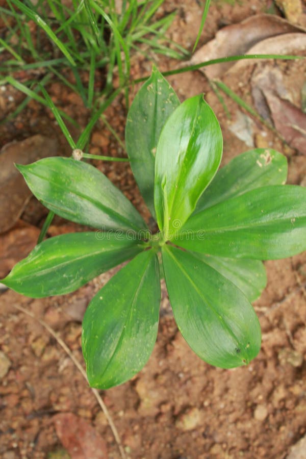 Small yam in the farm stock image. Image of shrub, vegetable - 183058055