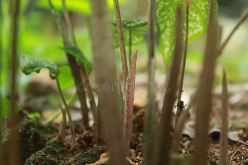 Small yam in the farm stock photo. Image of wildlife - 183058132