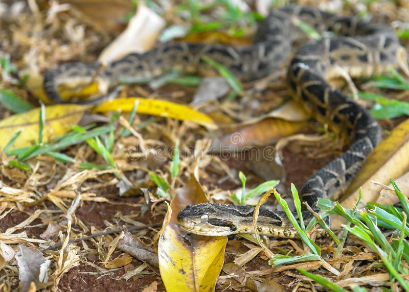 Yarara Snake Stock Photos - Free & Royalty-Free Stock Photos from ...