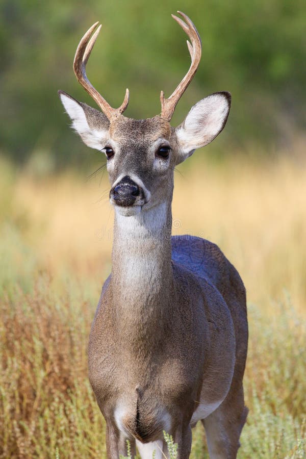 Small Buck in Yellow Prairie Grass Stock Photo - Image of crockett ...