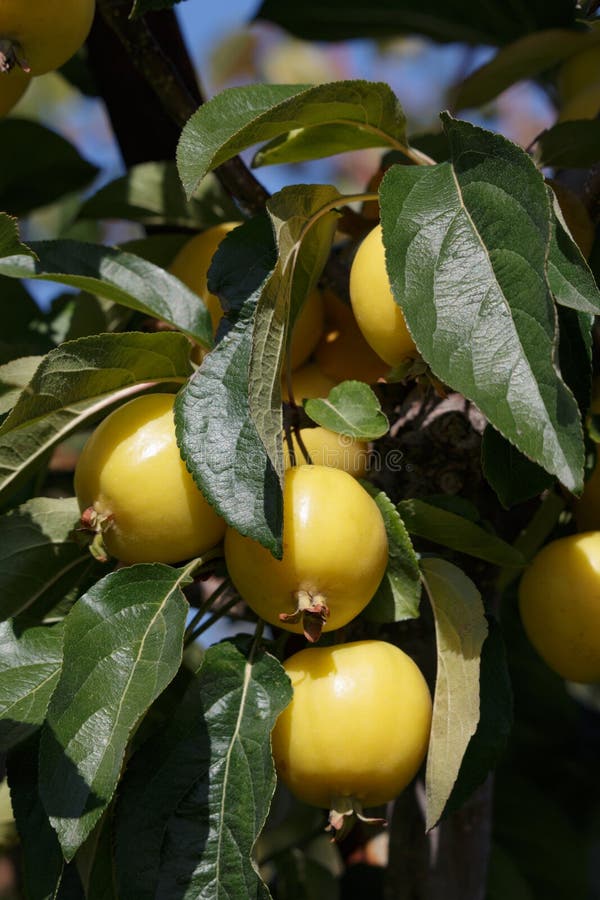 Small Yellow Apples Growing on Tree Branch in Orchard Stock Image ...