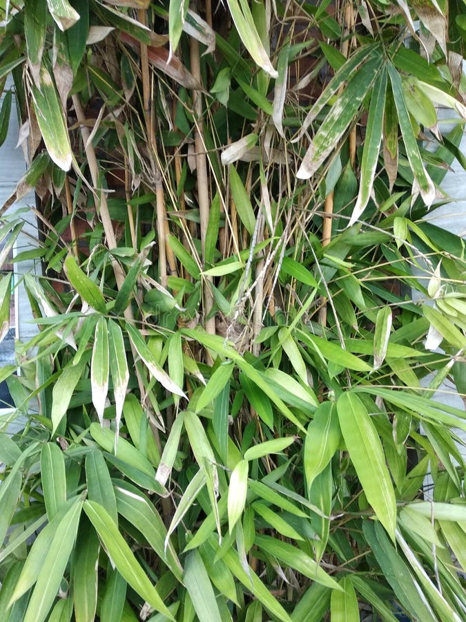 A Small Yellow Bamboo Tree in Bali Stock Photo - Image of bali, yellow ...