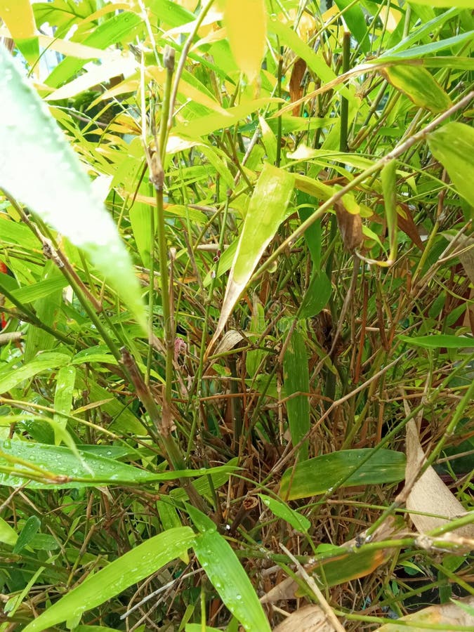 Small Yellow Bamboo Tree in a Pot Stock Image - Image of yellow, bamboo ...