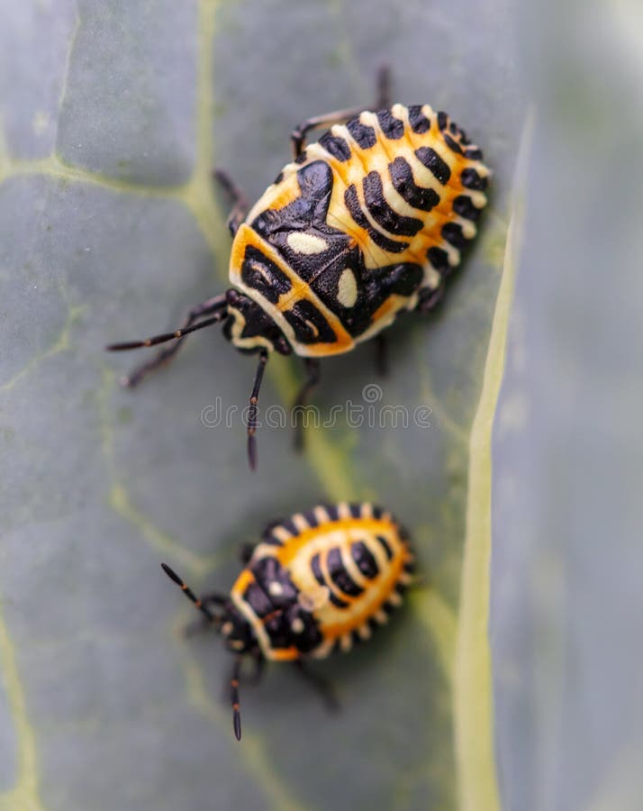Yellow and red vw beetles stock image. Image of colorfull - 2238483