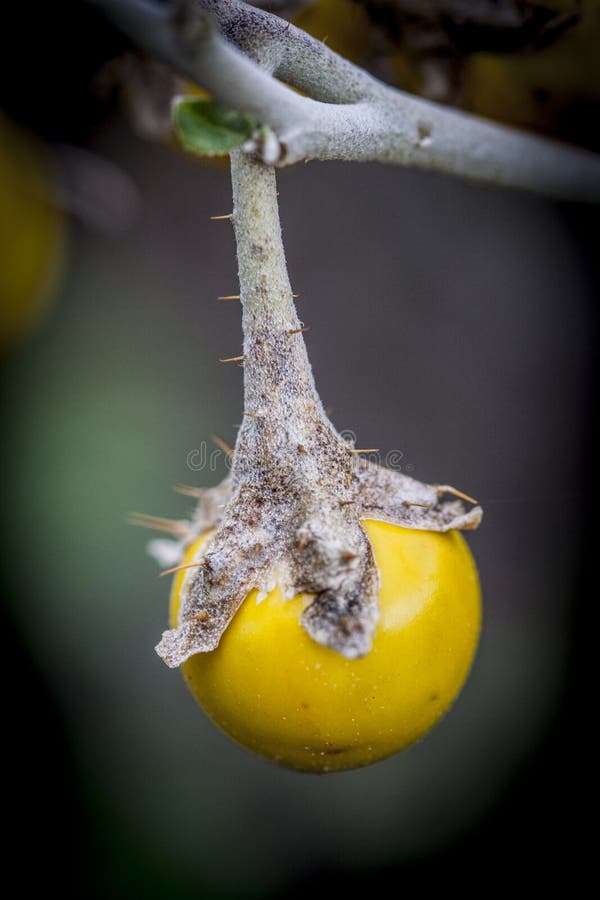 Yellow berry on tree stock image. Image of tree, hanging - 135141921
