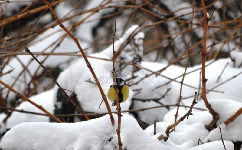 Small Yellow Bird on a Branch in the Snow Stock Image - Image of ...