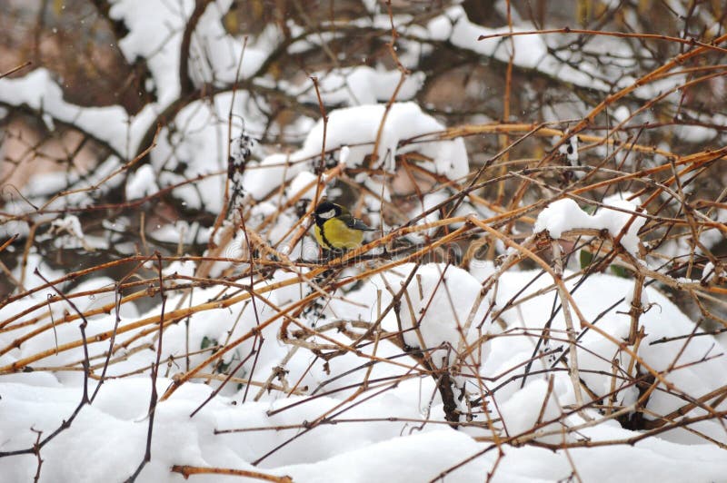 Small Yellow Bird on a Branch in the Snow Stock Photo - Image of small ...