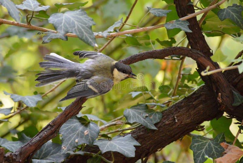Small Yellow Bird Defends Food Stock Photo - Image of food, bird: 229560838