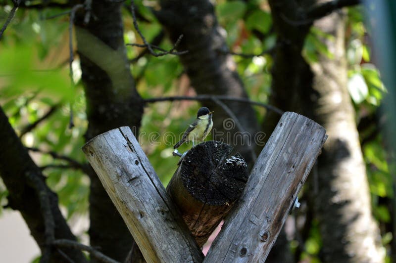 Small Yellow Bird on a Tree Stock Image - Image of plant, leafs: 228165747