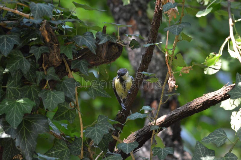 Small Yellow Bird on a Tree Branch Stock Image - Image of yellow ...