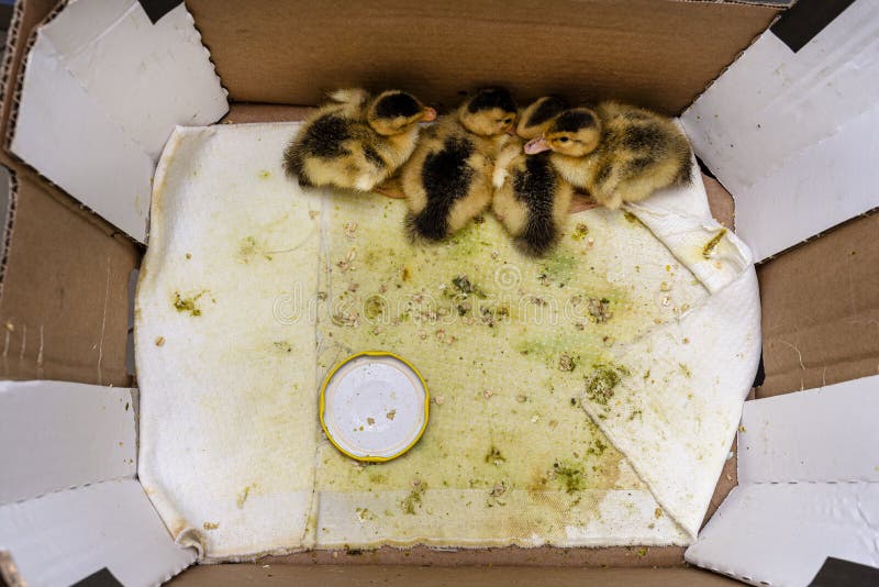 Small Yellow and Black Ducklings Sitting in a Cardboard Box, Grain ...