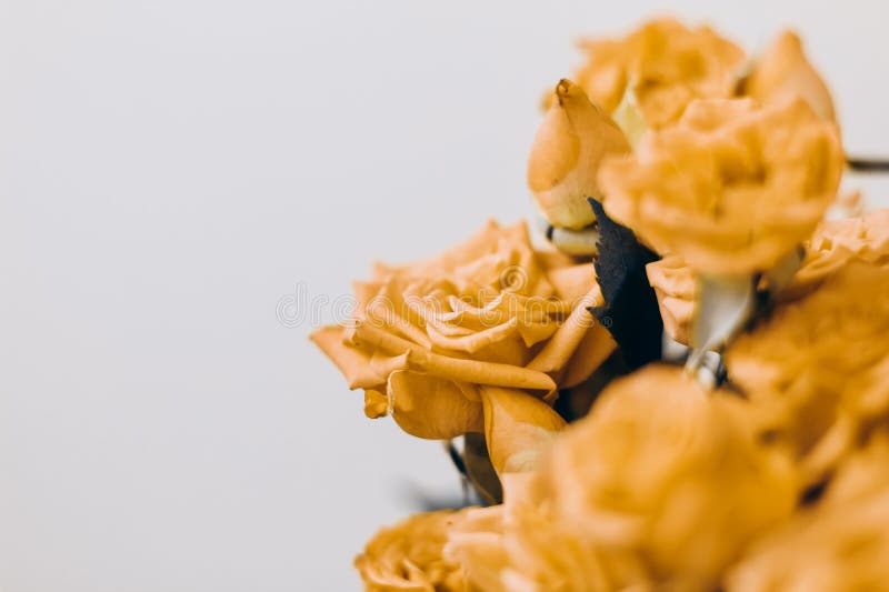 Small Yellow Bush Roses on a White Background with a Place for Text ...