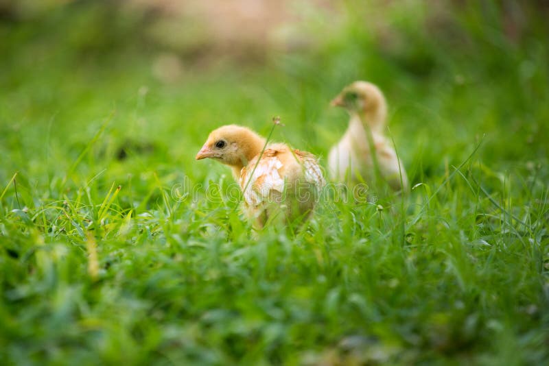 A Small Yellow Chick Walks Across the Yard Stock Photo - Image of meat ...