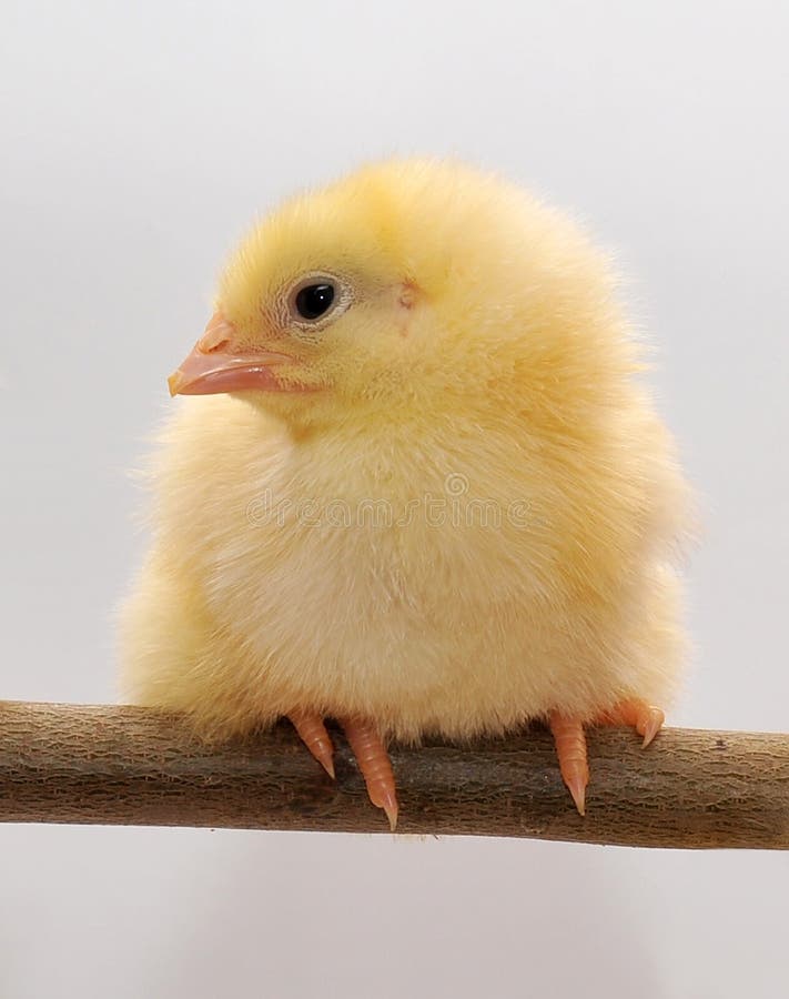 Small yellow chicken stock photo. Image of wing, baby - 9108248