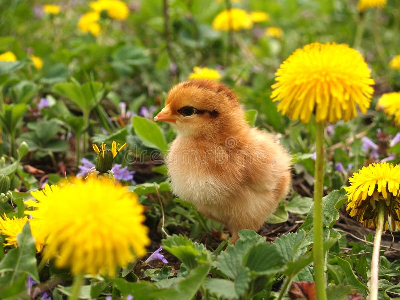 Small Yellow Chicken among Dandelions Stock Image - Image of beak ...