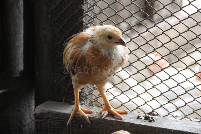 Small Yellow Chicken on Farm Stock Photo - Image of baby, farm: 74182004