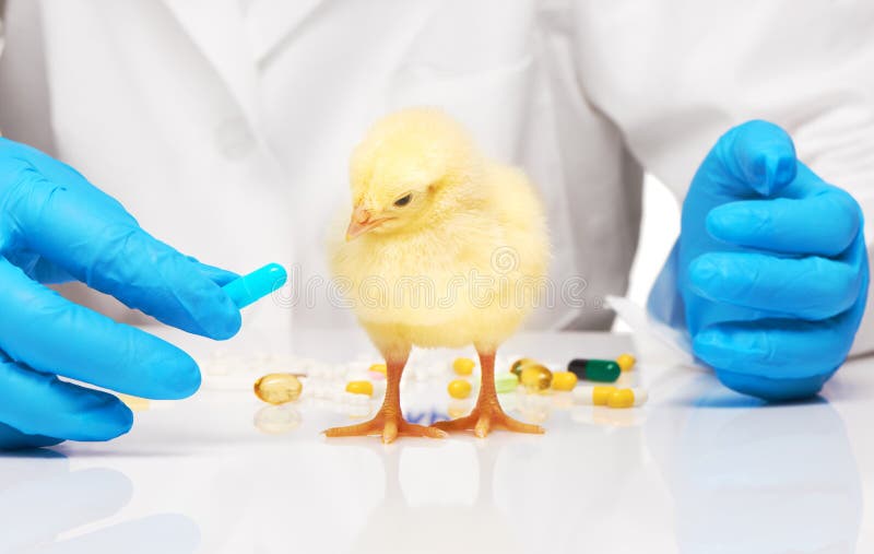 Farm Animal Pill Stock Photos - Free & Royalty-Free Stock Photos from ...