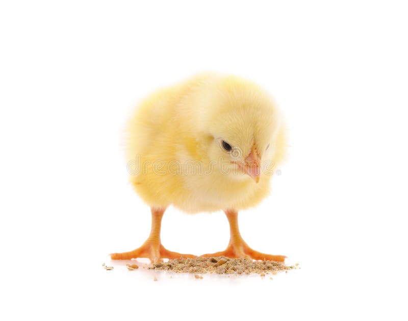 Small Yellow Chicken with Grain Stock Image - Image of female, animal ...