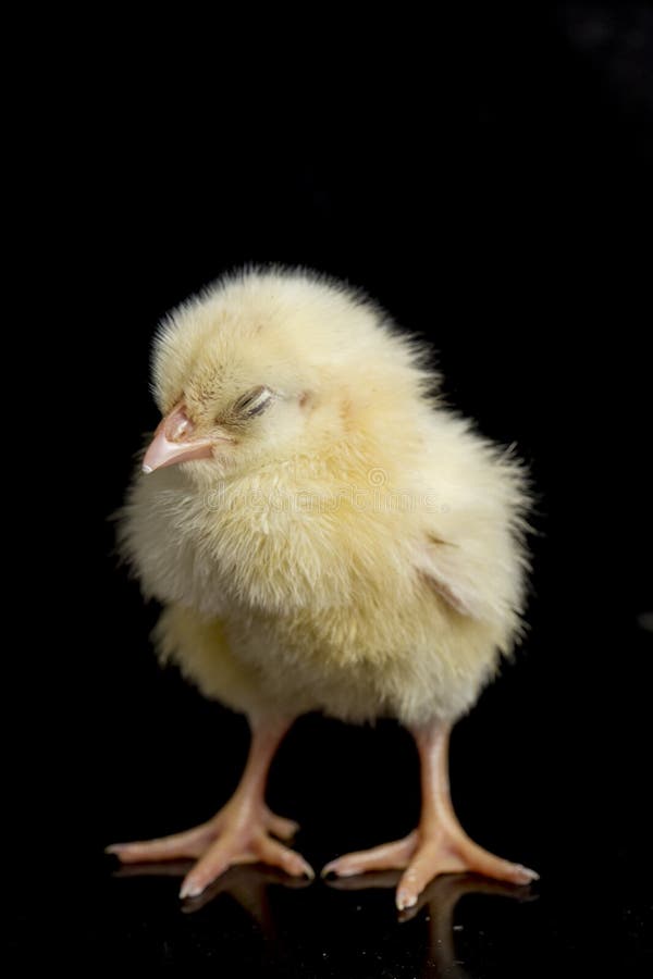 9,273 Baby Yellow Chicken Isolated White Stock Photos - Free & Royalty ...