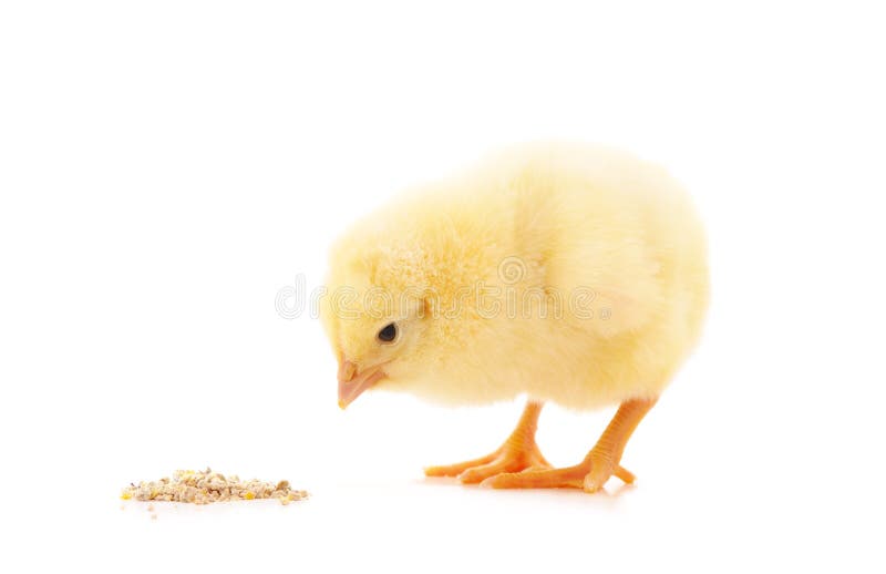Small yellow chicken stock photo. Image of female, chick - 157595508