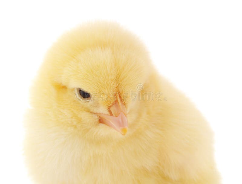 Small yellow chicken stock photo. Image of life, female - 160226430