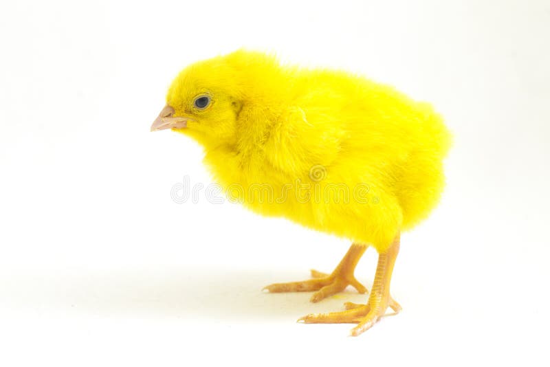 Banded Chicken Snake Stock Photos - Free & Royalty-Free Stock Photos ...