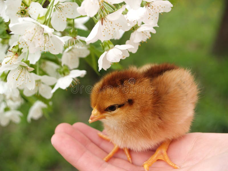Small Yellow Chicken in a Palm Stock Photo - Image of small, tree: 83425958