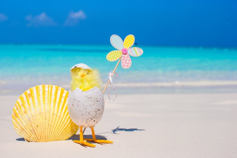 Small Yellow Chicken and Shell on the White Beach Stock Photo - Image ...