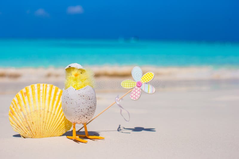 Small Yellow Chicken and Shell on the White Beach Stock Photo - Image ...